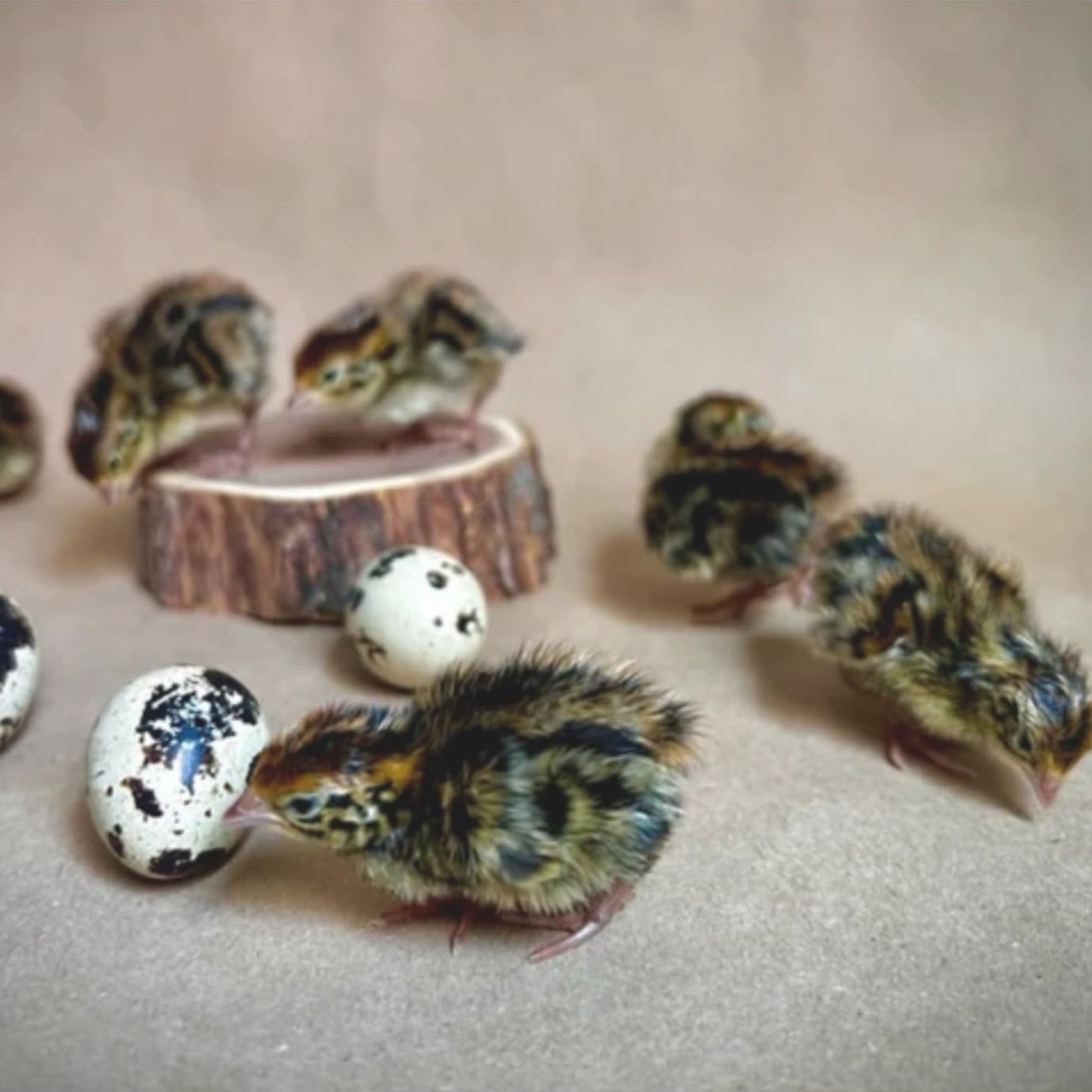 Jumbo Coturnix Quail Hatching Fertile Eggs – 12 + Jumbo – Quail Eggs D ...